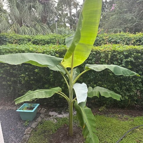 Dwarf Banana 'Blue Java' Fruit Tree – Buy Now! – Ladybird Nursery