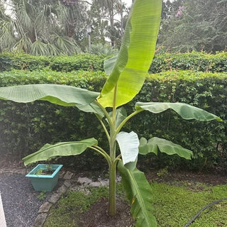 Dwarf Banana 'Blue Java' Fruit Tree – Buy Now! – Ladybird Nursery