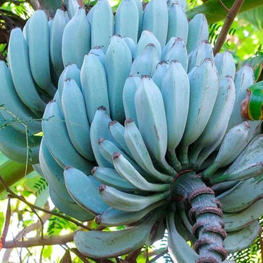 Dwarf Banana 'Blue Java' Fruit Tree – Buy Now! – Ladybird Nursery