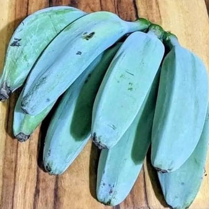 Dwarf Banana 'Blue Java' Fruit Tree – Buy Now! – Ladybird Nursery