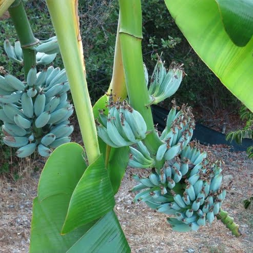 Dwarf Banana 'Blue Java' Fruit Tree – Buy Now! – Ladybird Nursery