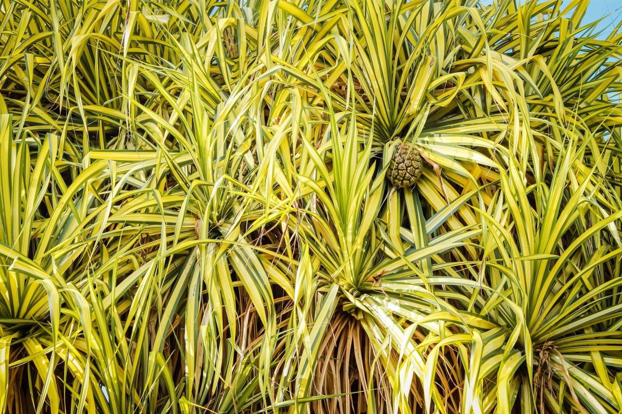 Variegated Screw Pine Plant – Buy Now! – Ladybird Nursery