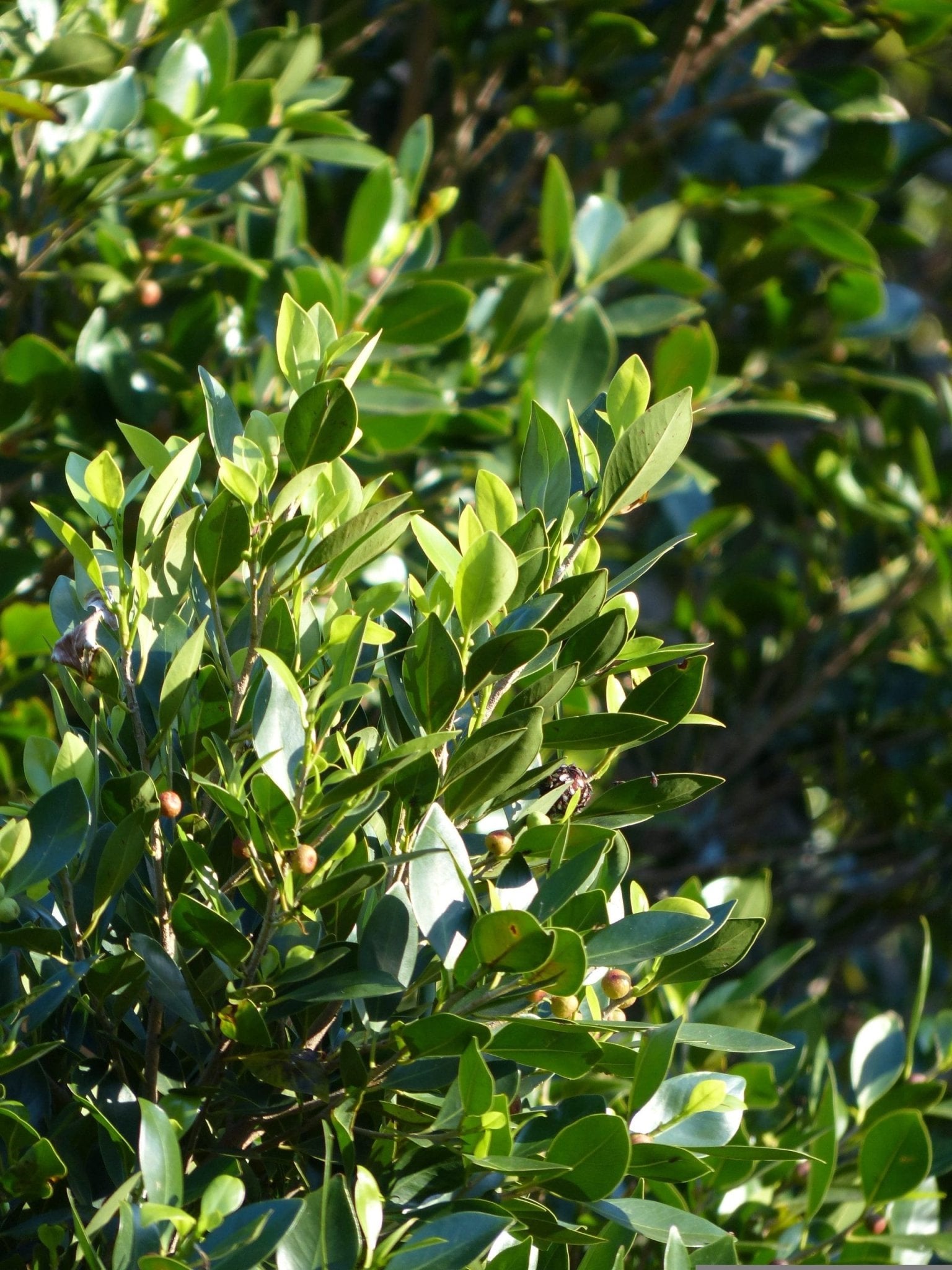 Bay Tree Flavour Master (Laurus nobilis) – Ladybird Nursery