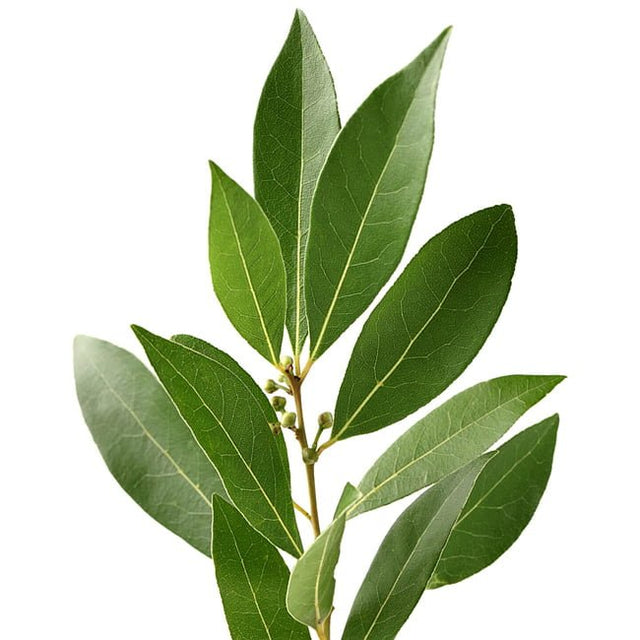 Bay Leaf Tree – Buy Now! – Ladybird Nursery