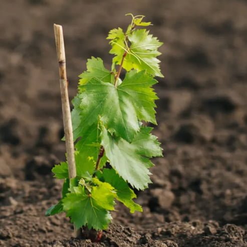 Grape 'White Muscat' Fruit Tree – Buy Now! – Ladybird Nursery