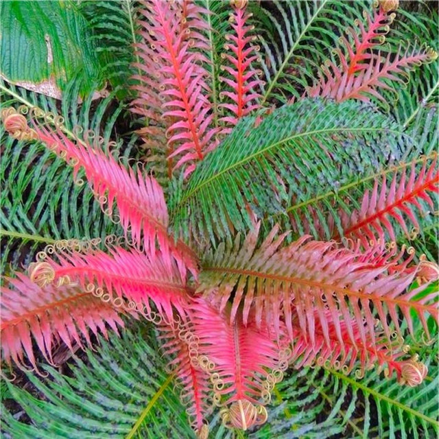 Volcano Tree Fern Plant – Buy Now! – Ladybird Nursery