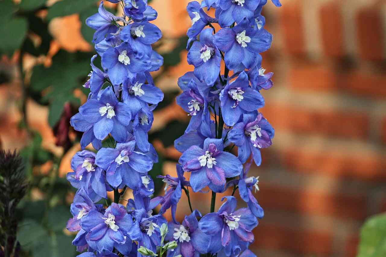 Blue Spur Flower Plant – Buy Now! – Ladybird Nursery