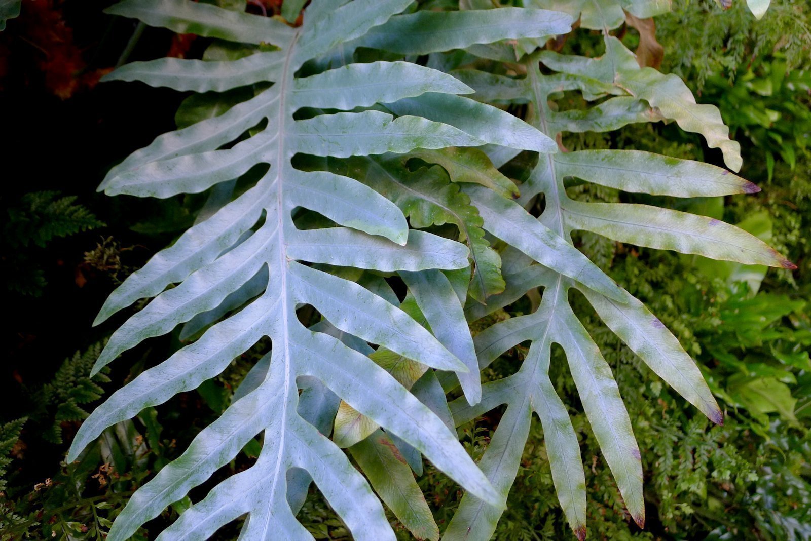 Fern 'Blue Star' (Phlebodium aureum) Plant – Buy Now! – Ladybird Nursery