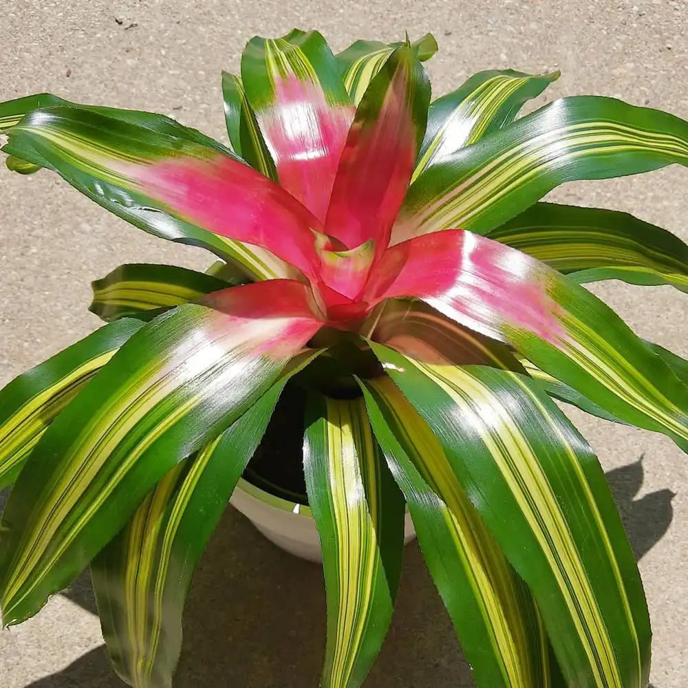 Bromeliad Assorted Plant – Buy Now! – Ladybird Nursery