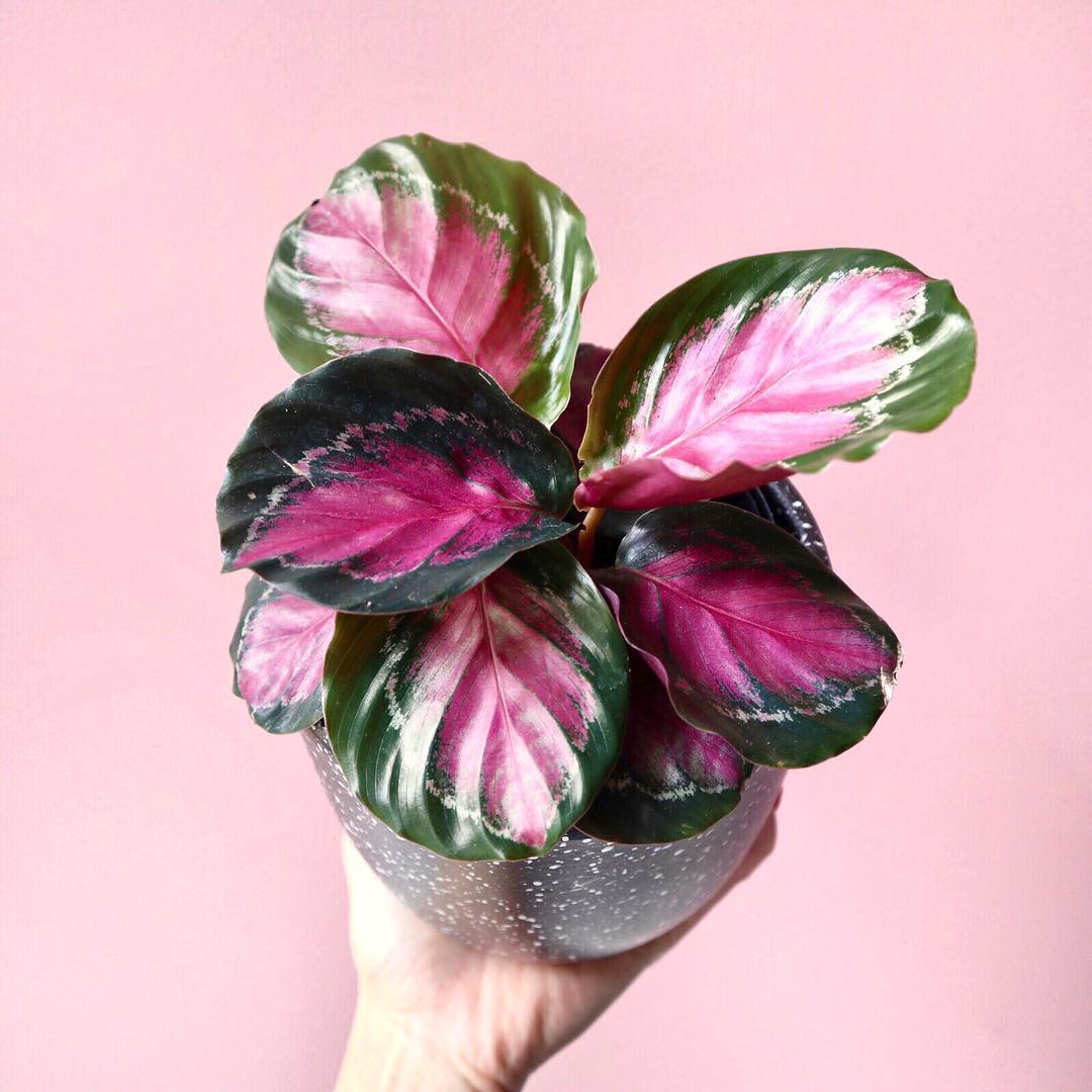 Calathea Rosea Plant – Buy Now! – Ladybird Nursery