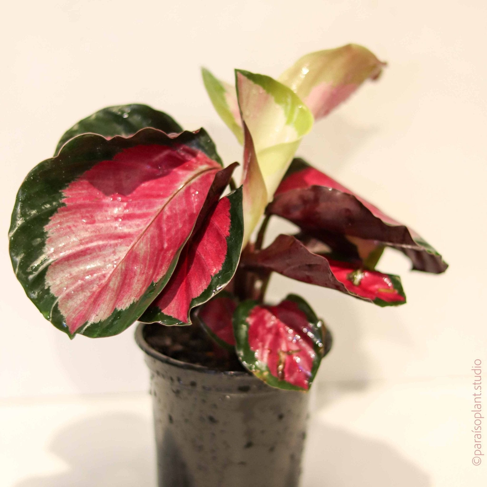 Calathea Rosea Plant – Buy Now! – Ladybird Nursery
