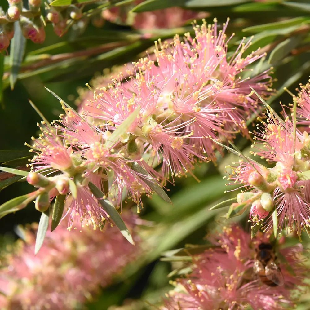 Bottlebrush Reeves Pink Plant – Buy Now! – Ladybird Nursery