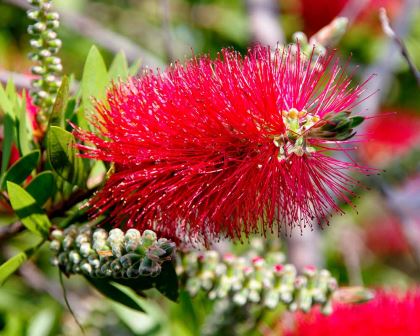 Bottlebrush Red Devil Plant – Buy Now! – Ladybird Nursery