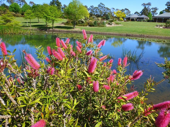 Bottlebrush Taree Pink Plant – Buy Now! – Ladybird Nursery