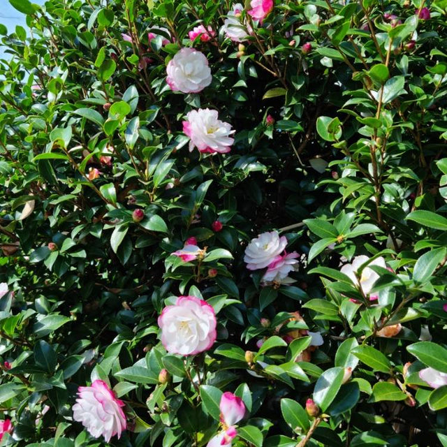 Sasanqua Camellia Paradise Blush Plant – Buy Now! – Ladybird Nursery