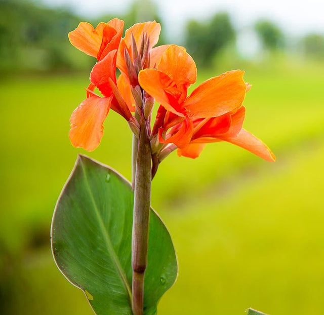 Canna generalis Orange Beauty Plant – Buy Now! – Ladybird Nursery
