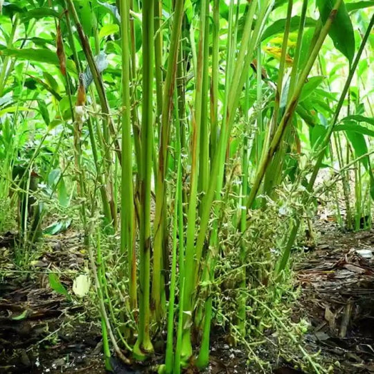 True Cardamom Fruit Tree – Buy Now! – Ladybird Nursery