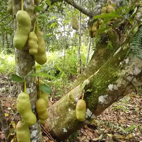 Chempedak Fruit Tree – Buy Now! – Ladybird Nursery
