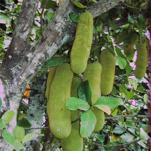 Chempedak Fruit Tree – Buy Now! – Ladybird Nursery