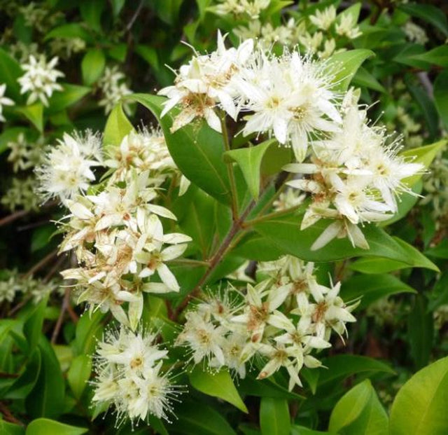 Cinnamon Myrtle (Backhousia myrtifolia) Plant – Buy Now! – Ladybird Nursery