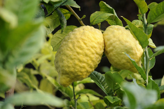 Citron Fruit Tree – Buy Now! – Ladybird Nursery