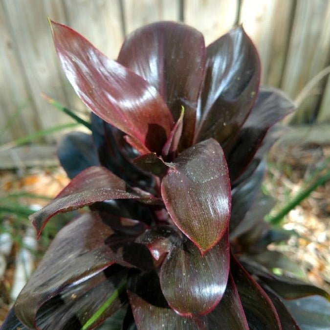 Cordyline Compacta Plant – Buy Now! – Ladybird Nursery