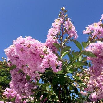 Crepe Myrtle Yuma Plant – Buy Now! – Ladybird Nursery