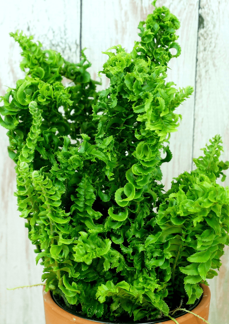 Boston Fern Curly Locks Plant – Buy Now! – Ladybird Nursery