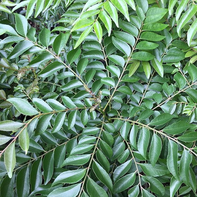 Curry Tree (Murraya koenigii) Fruit Tree – Buy Now! – Ladybird Nursery