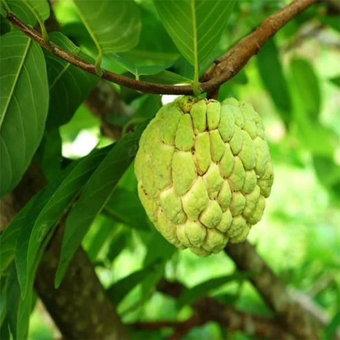 Custard Apple Golden Emperor Fruit Tree – Buy Now! – Ladybird Nursery