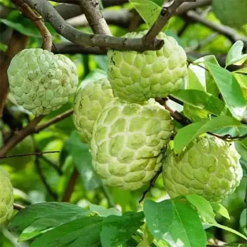 Custard Apple Golden Emperor Fruit Tree – Buy Now! – Ladybird Nursery