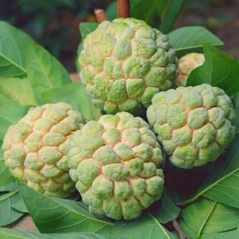 Custard Apple Golden Emperor Fruit Tree – Buy Now! – Ladybird Nursery