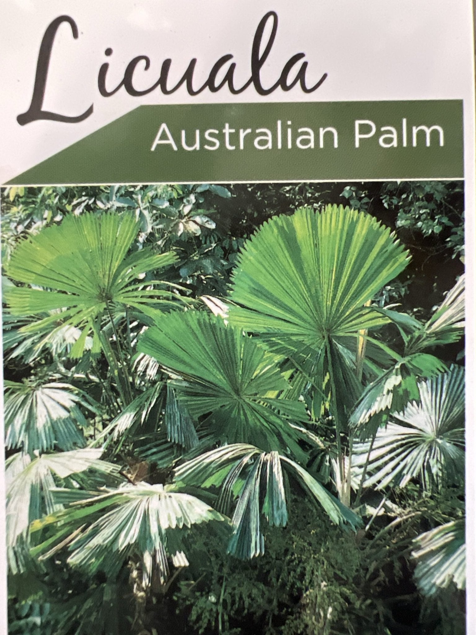 Australian Fan Palm Plant – Buy Now! – Ladybird Nursery
