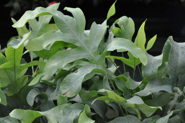 Blue Star Fern Mandaianum Plant – Buy Now! – Ladybird Nursery