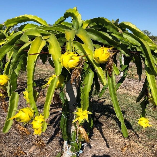 Dragon Fruit Aussie Gold Fruit Tree – Buy Now! – Ladybird Nursery