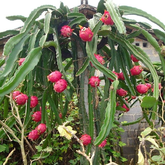 Dragon Fruit Columbian Supreme Fruit Tree – Buy Now! – Ladybird Nursery