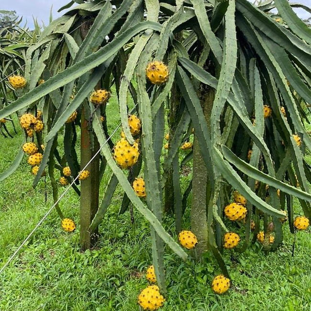 Dragon Fruit Palora Fruit Tree – Buy Now! – Ladybird Nursery