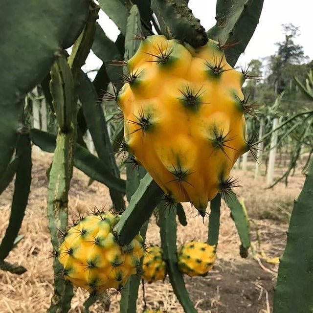 Dragon Fruit Palora Fruit Tree – Buy Now! – Ladybird Nursery
