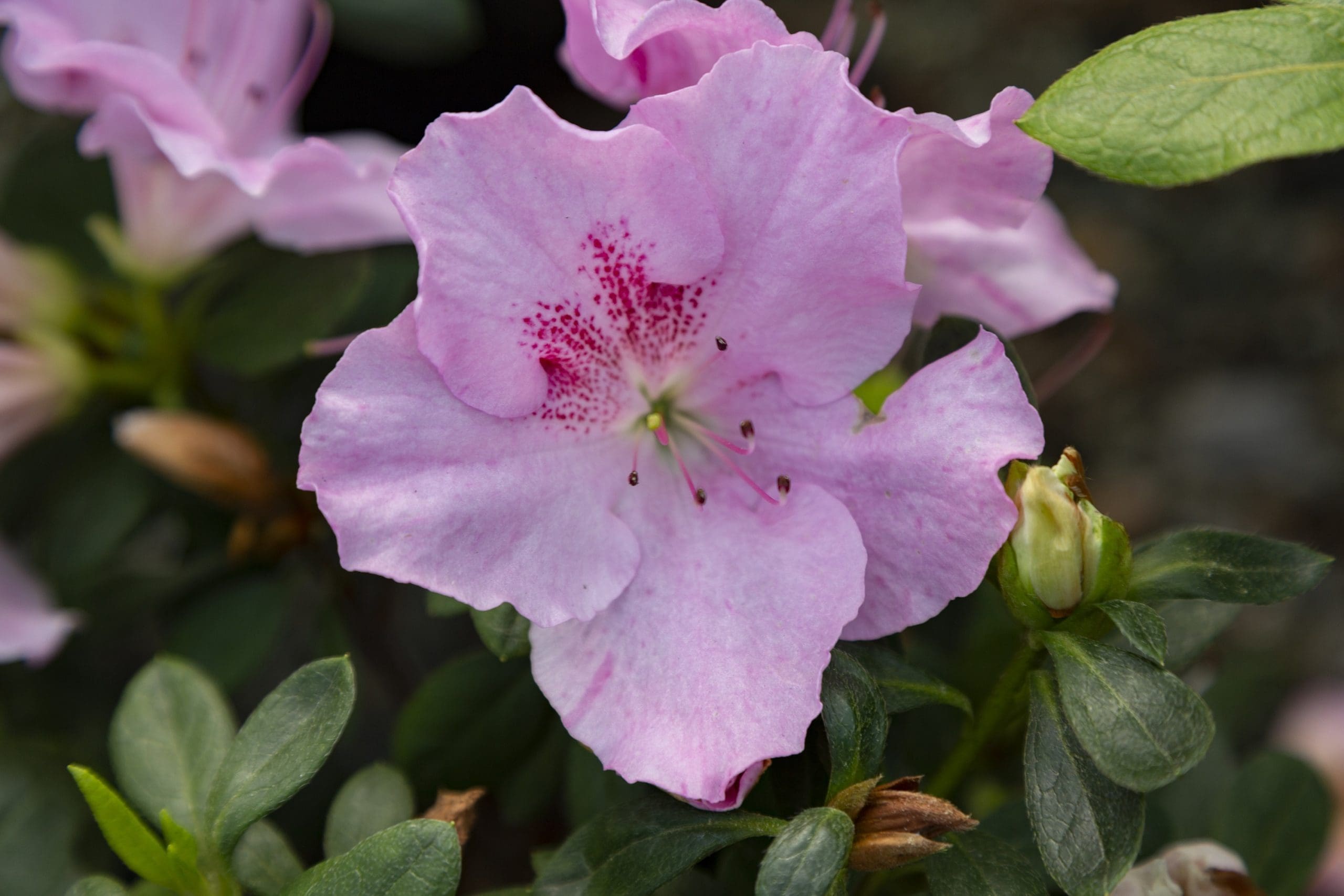 Azalea indica Pink Dream Plant – Buy Now! – Ladybird Nursery