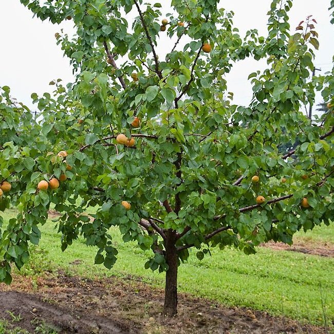 Dwarf Apricot 'Moorpark' Fruit Tree – Buy Now! – Ladybird Nursery
