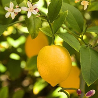 Dwarf Lemon Meyer Fruit Tree – Buy Now! – Ladybird Nursery