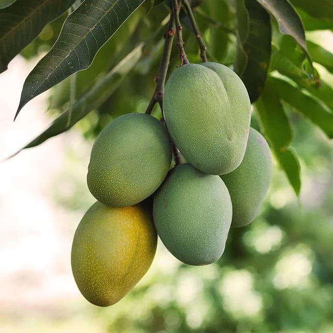 Dwarf Mango Little Gem Fruit Tree – Buy Now! – Ladybird Nursery