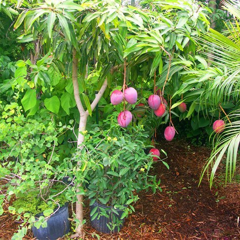 Dwarf Mango Ono Fruit Tree – Buy Now! – Ladybird Nursery