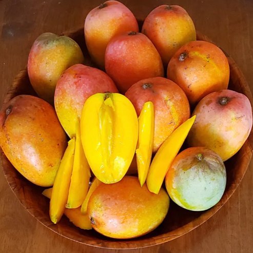 Dwarf Mango Ono Fruit Tree – Buy Now! – Ladybird Nursery