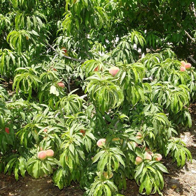 Dwarf Peach Indian Fruit Tree – Buy Now! – Ladybird Nursery