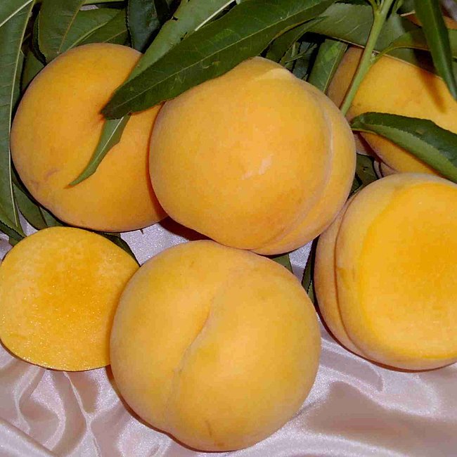 Dwarf Peach Silvan Sunset Fruit Tree – Buy Now! – Ladybird Nursery