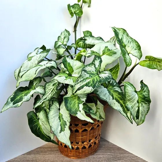 Syngonium Three Kings Plant – Buy Now! – Ladybird Nursery