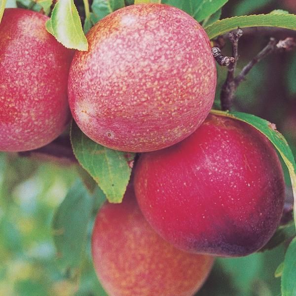 Dwarf Plum Elephant Heart' Fruit Tree – Buy Now! – Ladybird Nursery