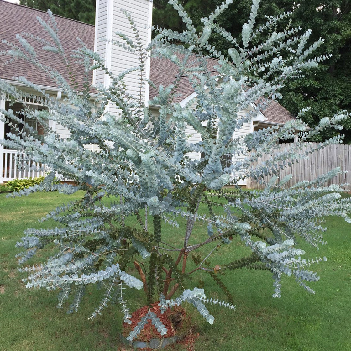 Silver Dollar Gum Plant – Buy Now! – Ladybird Nursery