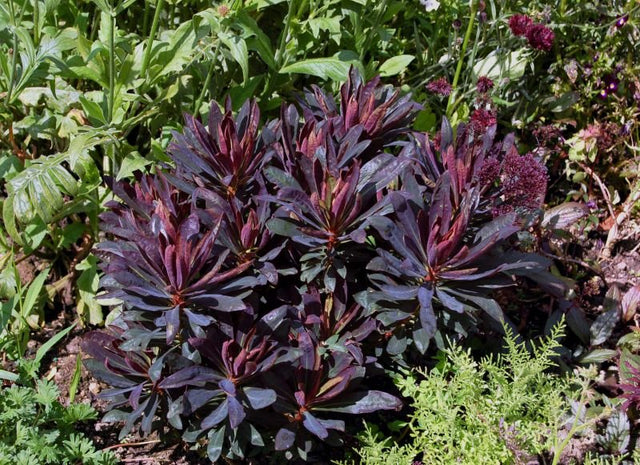 Ruby Glow Wood Spurge Plant – Buy Now! – Ladybird Nursery
